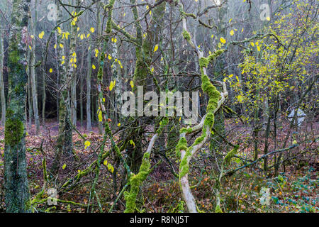 Autumn landscape. Tree trunks with mold, poplar in the background ...