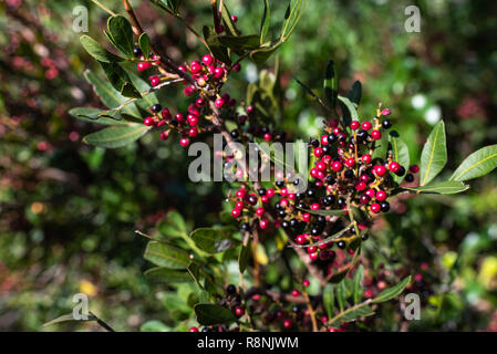 Mastic shrub loaded with many ripe berries Stock Photo - Alamy