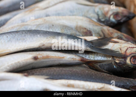 Fresh herring for sale at a fish market Stock Photo - Alamy