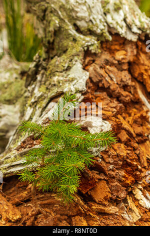 Sapling growing out of a dead tree Stock Photo - Alamy