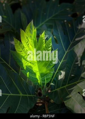 Kako’o Oiwi in Heeia, Kaneohe Bay, Oahu, Hawaii Stock Photo - Alamy