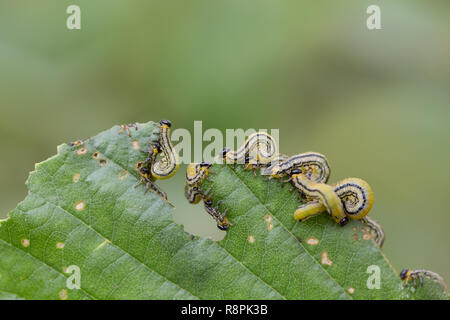 striped alder sawfly (Hemichroa crocea) Insecta Stock Photo - Alamy