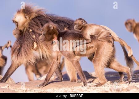 Gelada (Theropithecus gelada) adult male, in 'lip-flip' display, Simien ...