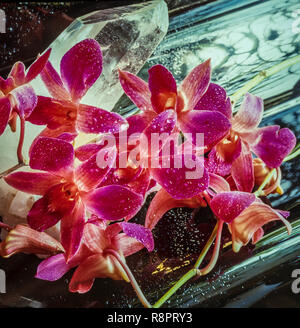 Dendrobium Orchid, genus of mostly epiphytic and lithophytic orchids in ...