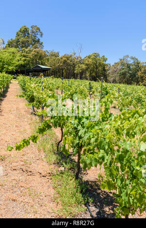 Vineyard - Bickley - Western Australia Stock Photo - Alamy