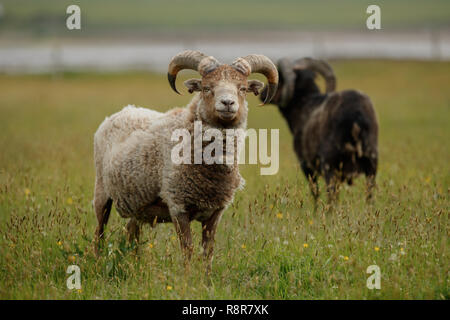 Rare Breed North Ronaldsay Sheep Stock Photo - Alamy