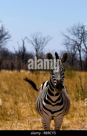 Botswana has many of the apex predators of Africa, the lion being the ...