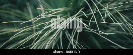 Grass tree, Xanthorrhoea Stock Photo - Alamy