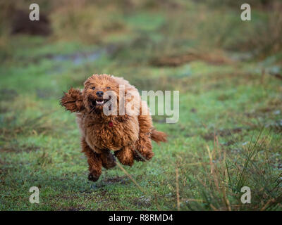 Cockapoo dog running and playing on a sandy beach Stock Photo - Alamy