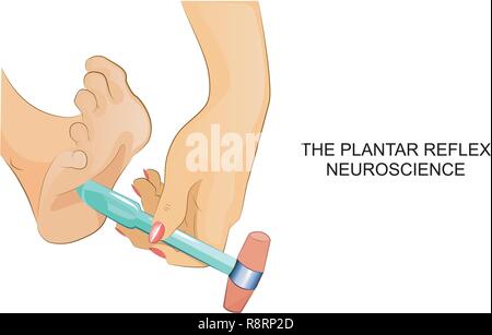 vector illustration of reflexes of the foot Stock Vector Image & Art ...