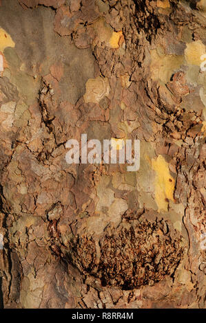 camouflage pattern on plane tree bark useful as a background Stock ...