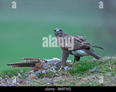 Birds of prey - Common Buzzard (Buteo buteo) in lake water Stock Photo ...