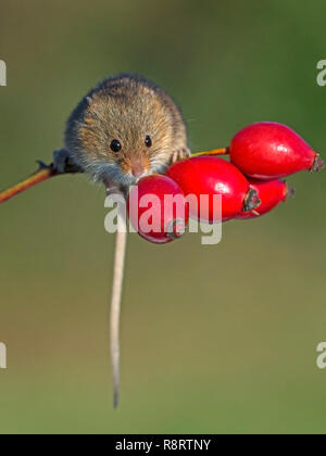 Eurasian harvest mice on hawthorn berries Stock Photo - Alamy