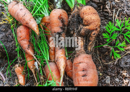 Damage to carrots caused by the larva of the carrot fly. Protect the ...