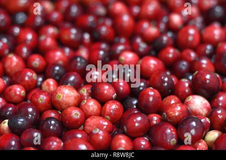 Raw cranberries (Vaccinium erythrocarpum, Vaccinium macrocarpon ...