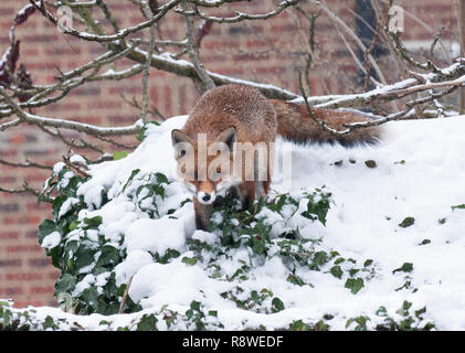 A Red fox is standing on the snow in Japan Stock Photo - Alamy