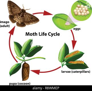 Moth life cycle diagram Stock Vector Image & Art - Alamy
