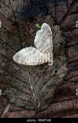Male Winter moth (Operophtera brumata) dark form, close-up Stock Photo ...