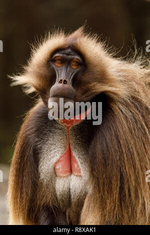Gelada baboon portrait (Theropithecus gelada) Debre Sina. Ethiopia ...
