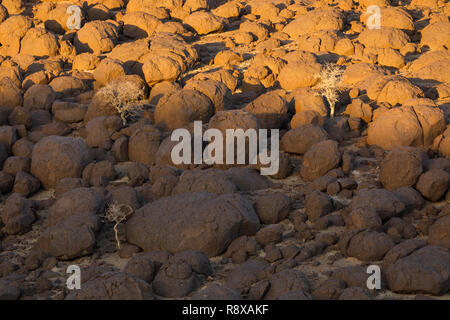 Plant in dessert. Near of Awash lake. Tendaho. Afar region. Ethiopia ...
