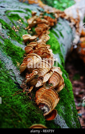 Yellow mushrooms in a fallen trunk in a rainforest at Brazil Stock ...