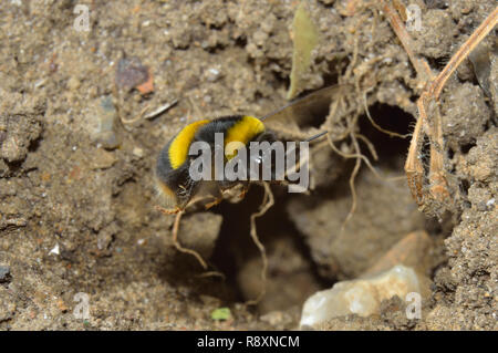 Bumblebee in flight, in and out of dirt burrow Stock Photo - Alamy