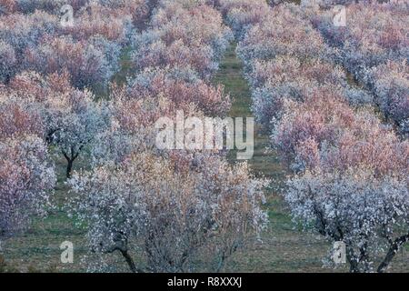 Spain, Aragon, Huesca, Loarre, cherry trees and amadiers in an ...