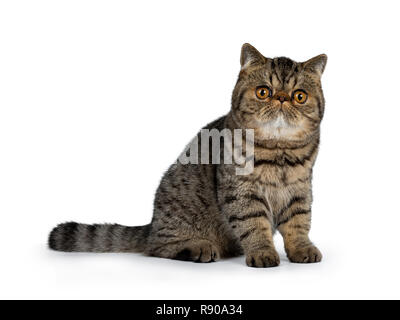 Orange tabby cat sitting with tail extended behind and pink flea collar ...