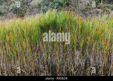 Marsh grasses along Drakes Estero, Point Reyes National Seashore ...