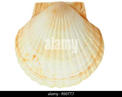 Sea shell isolated on a white background, Seashell on white background ...