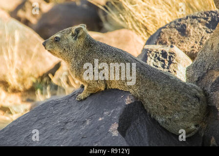 The rock hyrax, also called Cape hyrax, rock rabbit, and coney, is a ...