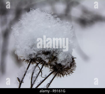 Closeup of snow covered dry grass in winter. Frozen dead wild plants ...