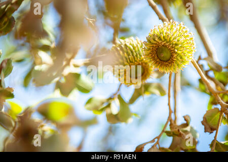 Acorns and leaves of Palestine oak, called Abraham's Oak. Biblical ...