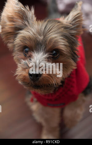 a Yorkshire terrier with a red bow of ribbon in it's hair of fur. Yorky ...