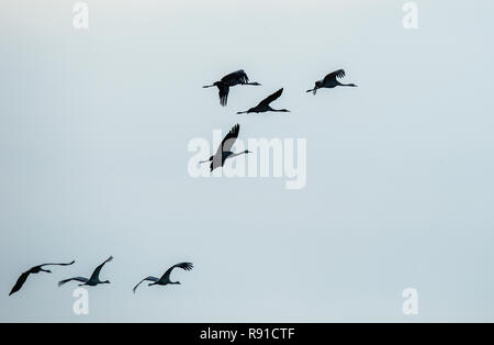 Common crane (Grus grus) big flock flying over wind turbine, Hesse ...