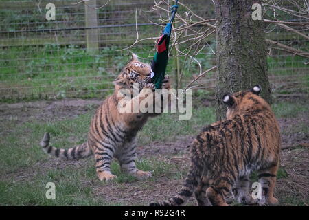 ZSL Whipsnade: Bedfordshire. UK 18th December 2018. Six month old Amur ...