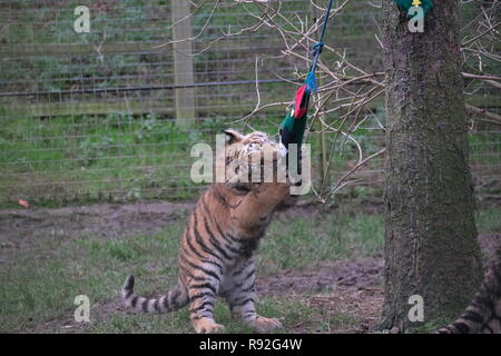 ZSL Whipsnade: Bedfordshire. UK 18th December 2018. Six month old Amur ...