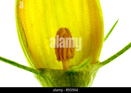 View of a dissected pumpkin male and female flower, or pistillate, with ...