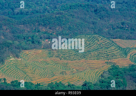 Tea Garden, coorg, karnataka, india Stock Photo - Alamy