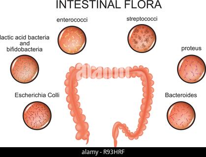 Intestine bacteria and gut flora or intestinal bacterium medical ...