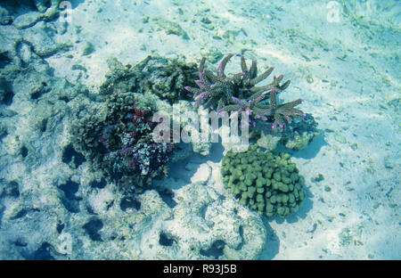 Kalpeni Island, Lakshadweep, India Stock Photo - Alamy