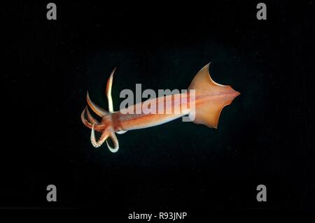 Japanese flying squid, Japanese common squid or Pacific flying squid ...