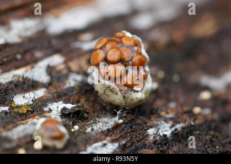 Rare egg-filled bird nests fungus, Nidularia deformis Stock Photo - Alamy