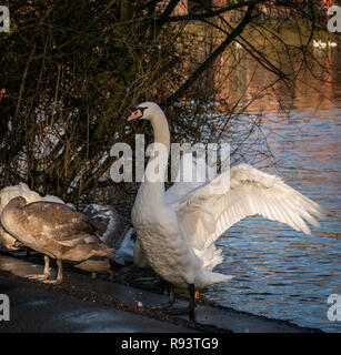 Swan Sanctuary Worcester Stock Photo - Alamy