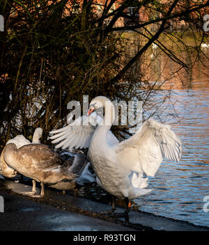The Swan Sanctuary on the river Severn at Worcester, England, United ...