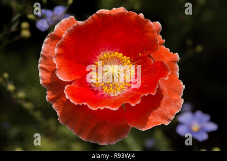 A beautiful Wild Double Poppy flower growing in a meadow in the UK ...