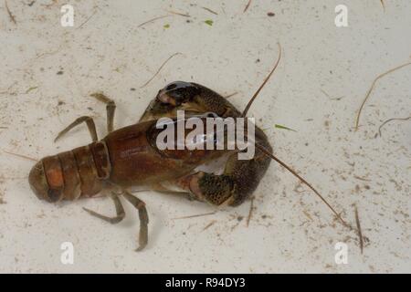 White-clawed crayfish (Austropotamobius pallipes) with signs of ...
