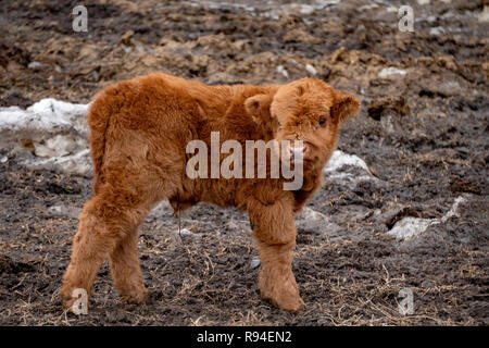 baby Highlander scotland hairy cow Stock Photo - Alamy