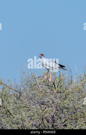 A Pygmy Falcon perched in a tree in Southern African savanna Stock ...