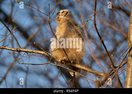 Fledged Great Horned Owlet at Dawn Stock Photo - Alamy